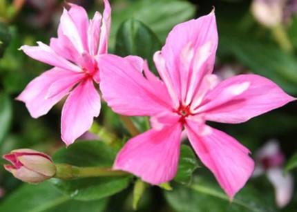 Catharanthus Soiree Double Pink from First Step Greenhouses